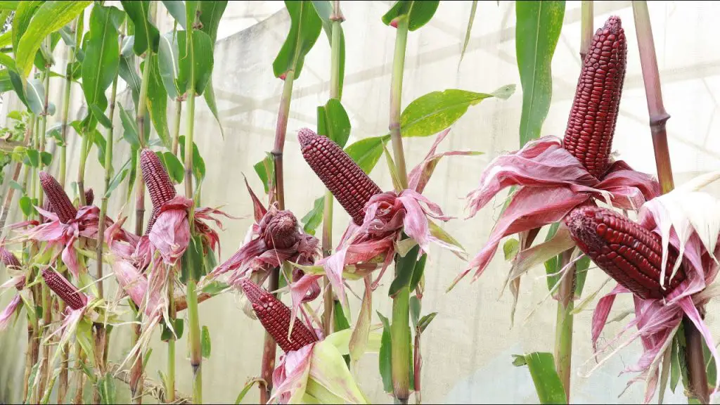 How to grow purple corn in baskets – Queen corn – Sweet corn – Little ...