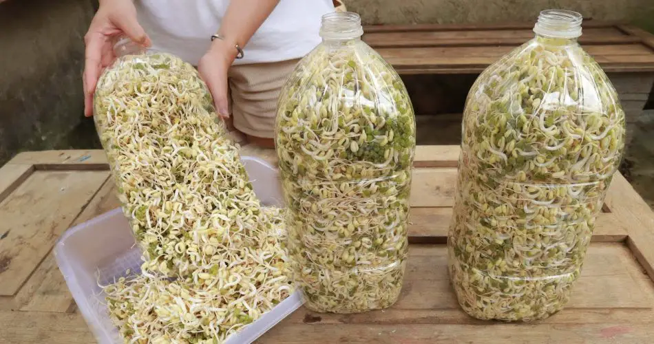Making bean sprouts at home from plastic bottles is easy – both white ...