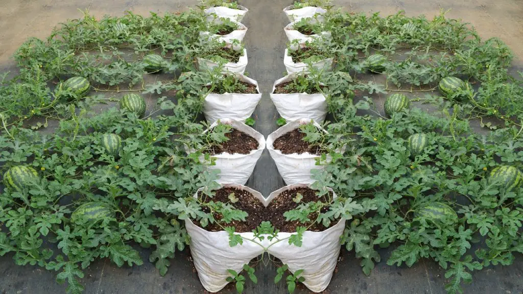 Try this watermelon growing method – Easy but the results are amazing ...