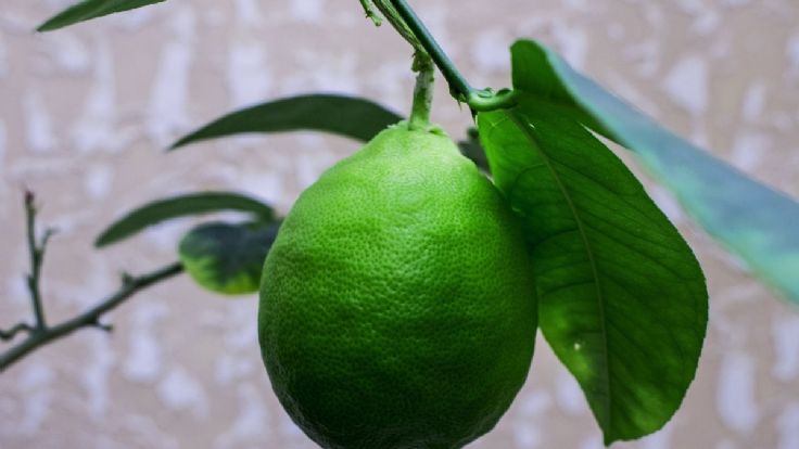 Decoding Black Spots on Lemon Tree Leaves: Causes and Solutions ...