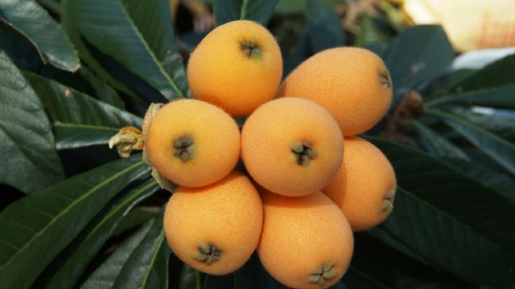 What pests or diseases affect the loquat tree? Avoid them with these ...