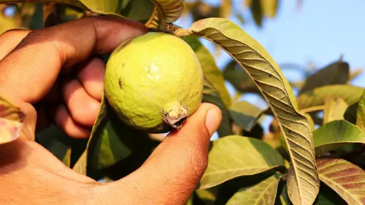 Discover the best season to prune the Guava Tree and make it bear more ...