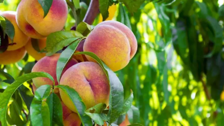 Peach Tree Care: A Comprehensive Guide to Essential Maintenance ...