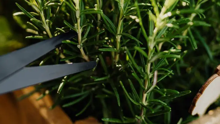 This is how you should cut the rosemary if you want to use it and keep ...