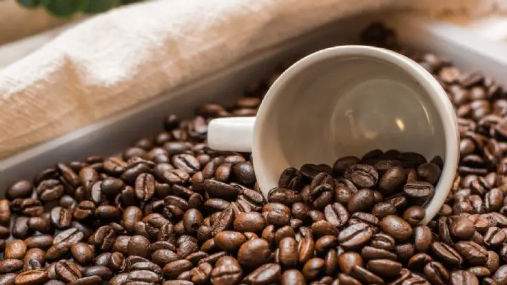 How to use coffee as a repellent to combat pests? Follow this guide ...