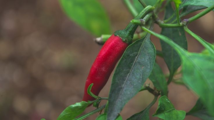 Grow your own tree chilies in a pot with this little guide – Little ...
