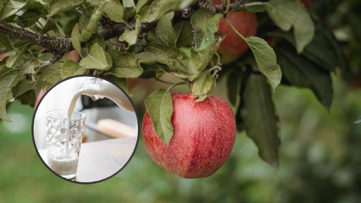 What’s the point of putting milk on your fruit trees? Make this home ...
