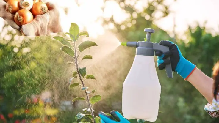 Garlic, onion and soap: The secret formula to combat insect pests, this ...