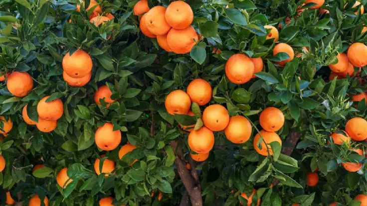 Sweet Orange Tree: Everything you need to know about this variety ...