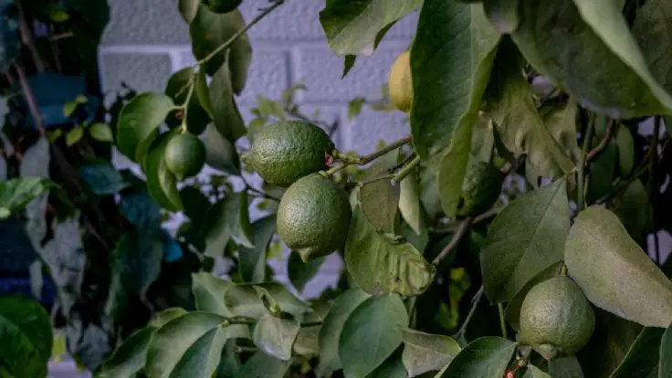 5 Common diseases that could put the health of your lemon tree at risk ...