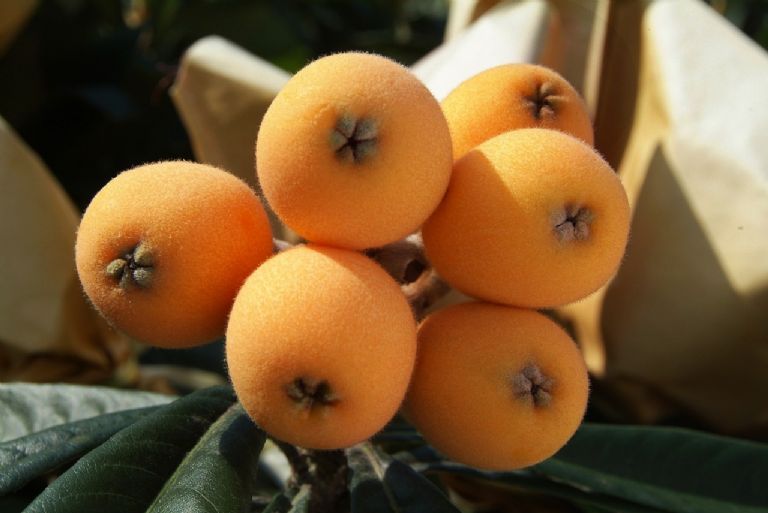 How to germinate loquat seed in a pot? Discover the complete guide ...