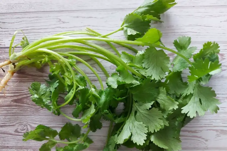Urban Garden: Learn how to Grow Cilantro Without Seeds with this Step ...