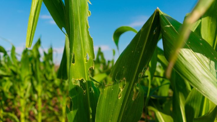 How to protect crops from heat stroke? 5 Tips that will help you ...