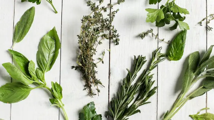 Essential Mexican Medicinal Plants for Your Garden: Exploring Their ...