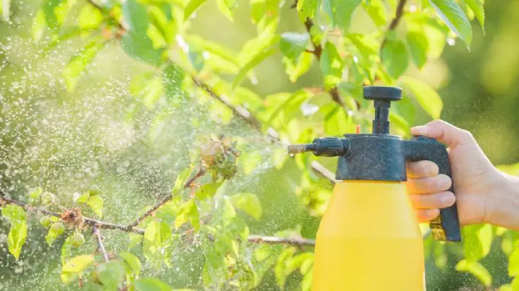 Garden at Home: Prepare a homemade insecticide with garlic, we tell you ...