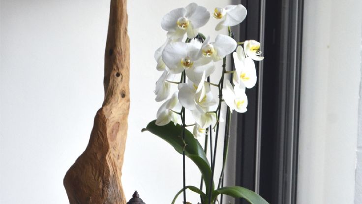Crafting Homemade Orchid Substrate: Essential Ingredients and Steps ...