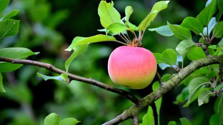 Naturally Fertilize Your Fruit Trees: A Recipe for Your Garden – Little ...