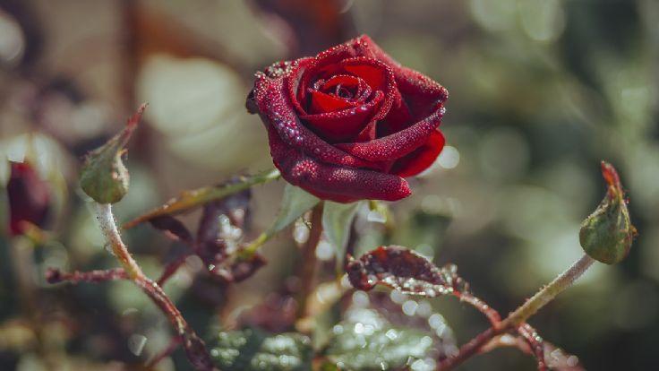 Nourish Your Roses Naturally: 3 Homemade Fertilizers with Kitchen ...