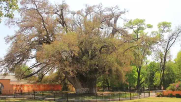 Revive Your Ahuehuete: Enhance Growth with This Organic Fertilizer for ...