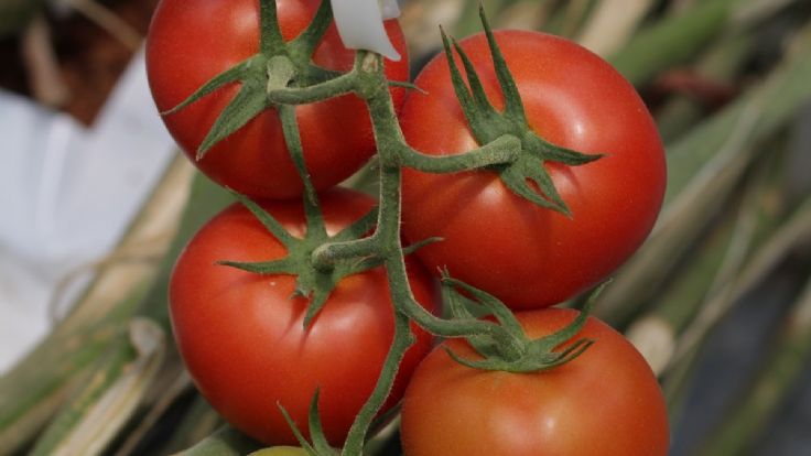 Rescue Operation: How to Easily Revive a Wilting Tomato Plant – Little ...