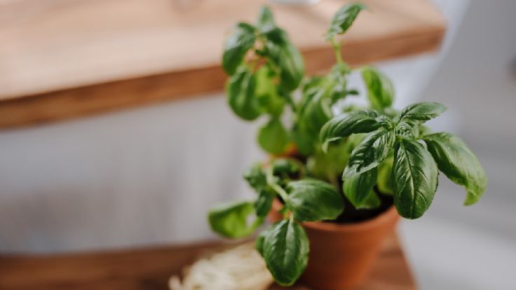 Cockroach Repellents: 3 Plants That Cockroaches Hate and You Should ...