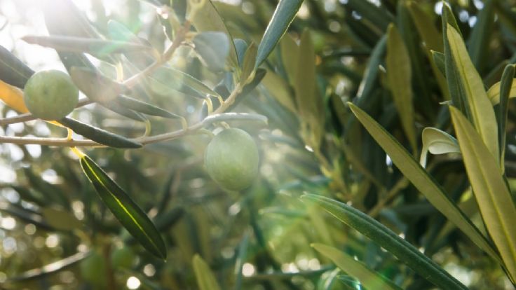 How to grow an olive tree in your garden? Follow this basic guide to ...