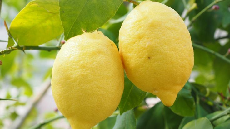 How to protect your plants and crops from low temperatures Prevent them ...