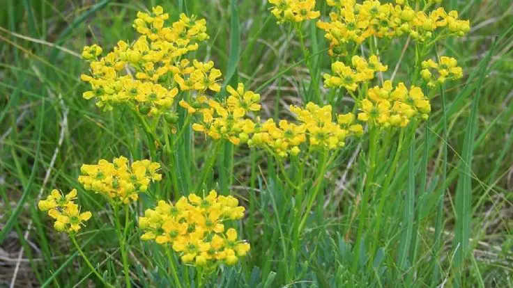 How to care for a rue plant at home and prevent it from wilting? Follow ...