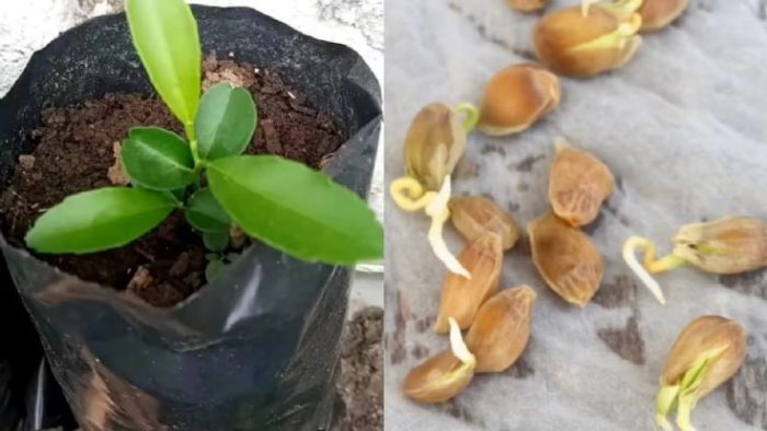 How to germinate tangerine seeds? Have a new crop in the garden at home ...