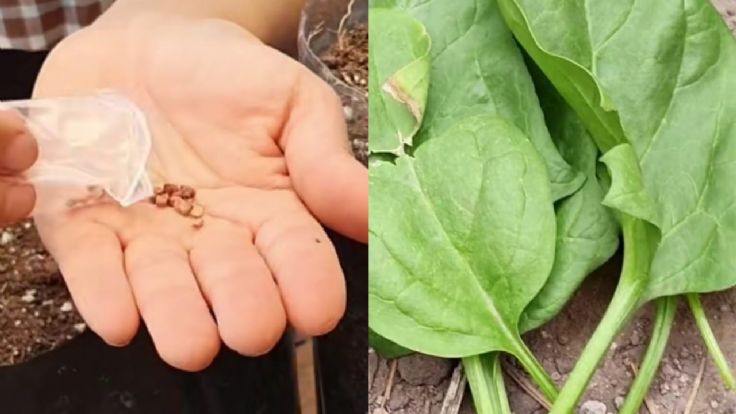 How to grow spinach? Guide to planting this plant in the garden at home ...