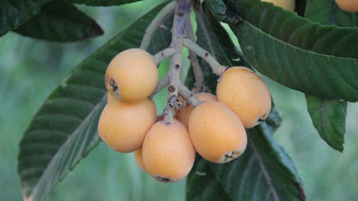 5 Fruit Trees to plant throughout the month of February in your garden ...
