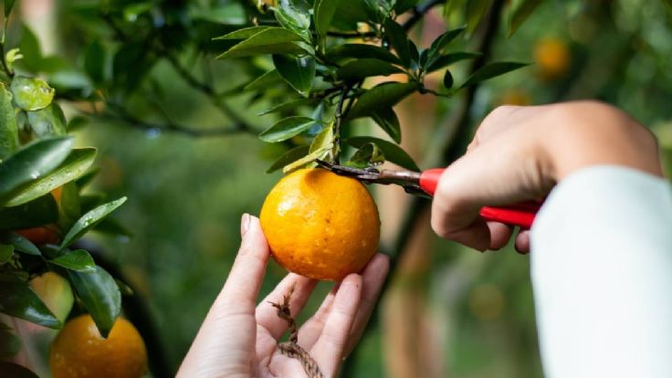 DIY Fruit Picker: How to Make Your Own Tool from a Soda Bottle – Little ...