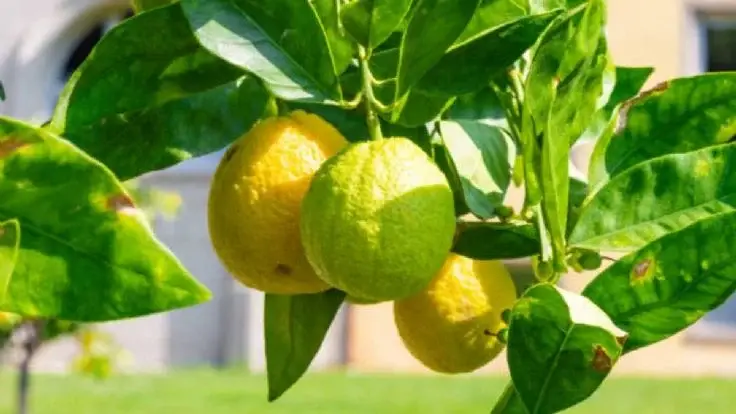Boosting Lemon Tree Fruit Production and Bloom: A Simple Gardening ...