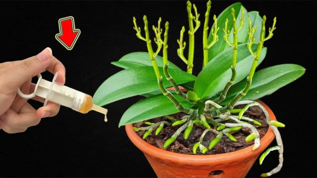 Pour 1 Drop at the Root! Both Roots, Leaves, and Orchids Bloom ...