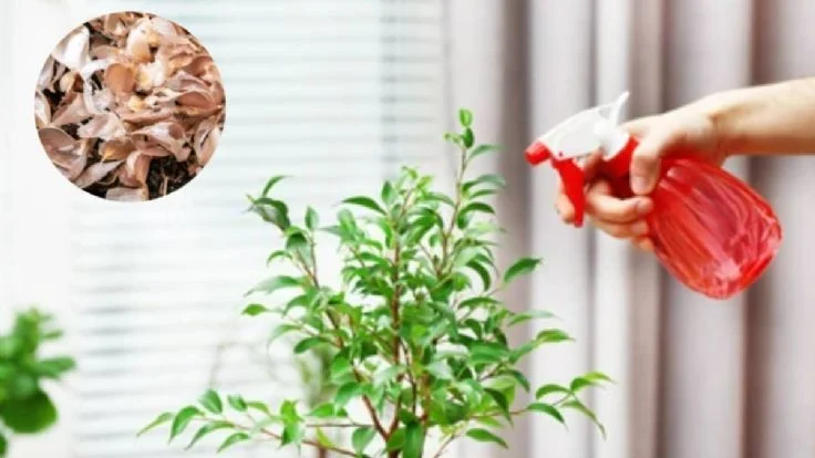Discover 2 Effective Ways to Use Onion and Garlic Peels as Powerful ...