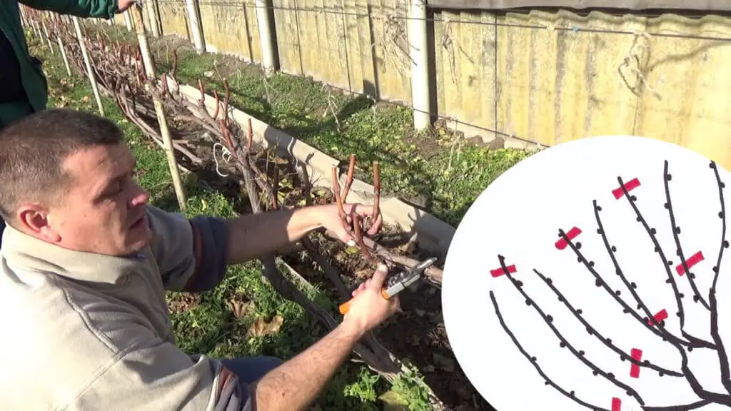Grape Pruning in November: Essential Steps for a Bountiful Harvest ...