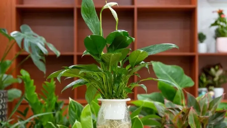 How to Grow Moses’ Cradle in Water: Care for This Plant to Thrive ...