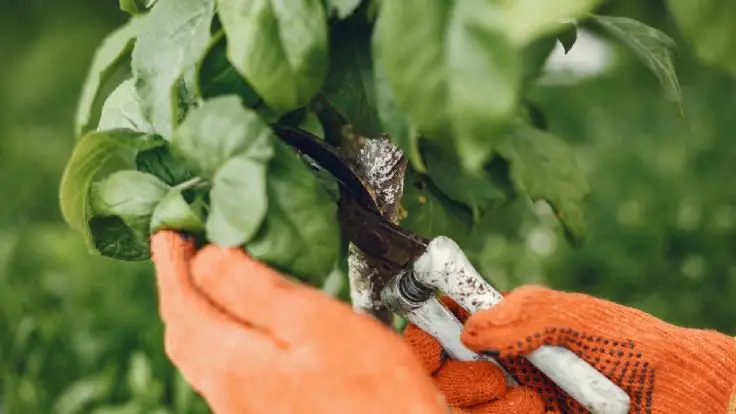 How to Detect Pests in Your Crops: Key Signs to Watch For – Little ...