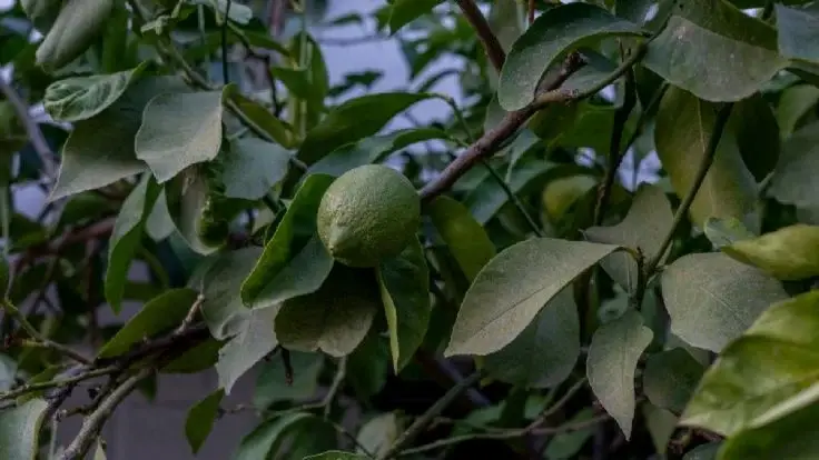 When Should You Cut the Suckers from the Lemon Tree? General ...