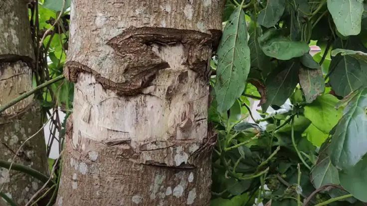 Girdling the Trunk of Fruit Trees: What You Need to Know – Little ...