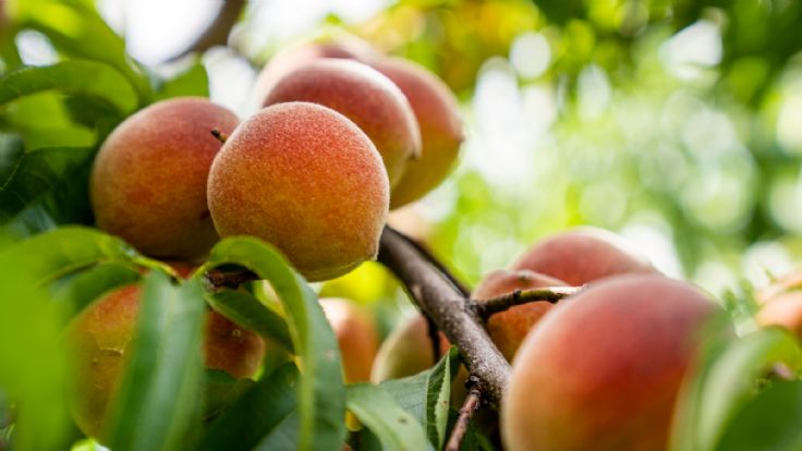 When Is the Best Time to Grow a Nectarine? Basic Care for This Fruit ...