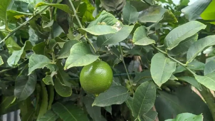 How to Make a Foliar Fertilizer with Just 3 Household Ingredients for ...