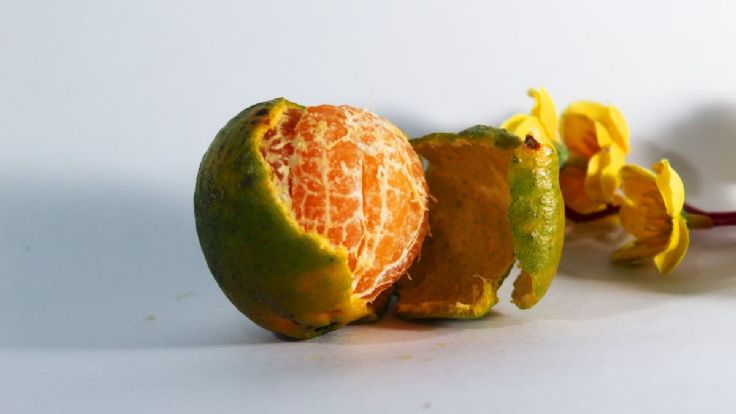 Don’t Throw Away Orange Peels: Use Them to Make This Dry Compost ...