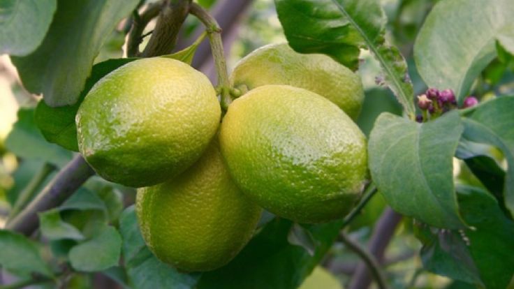 Do You Want a Seedless Lemon Tree? Here’s How to Grow It at Home and ...