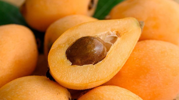 Step-by-Step Guide to Successfully Growing a Loquat Seed – Little ...
