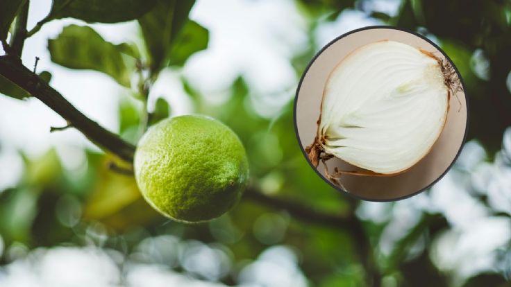 What Are the Benefits of Onion for the Lemon Tree? Discover Them with ...