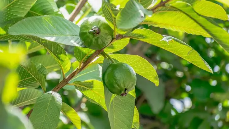 In What Season Should the Guava Tree Be Pruned for Optimal Fruit ...