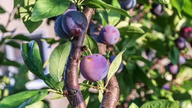 What is the Best Season to Prune a Plum Tree? – Little Garden Tips