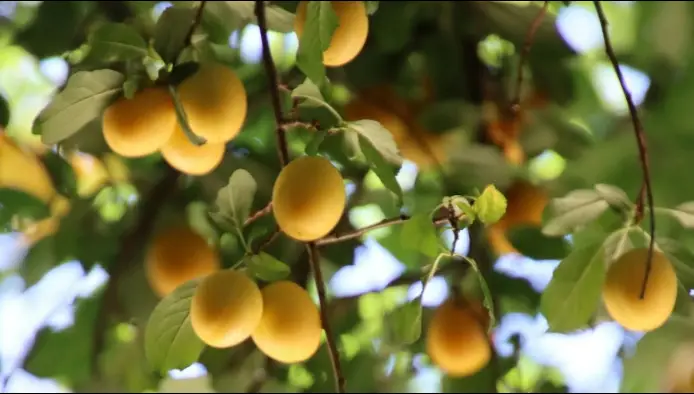 Do You Know Them? 3 Fruit Trees That Close Their Leaves at Night ...
