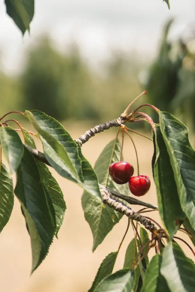 Can the Cherry Tree Break the Ground? Discover Its Root Types and ...